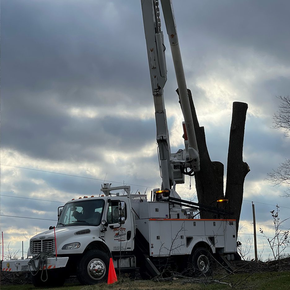 Our Work | Pro Cut Tree Service & Land Clearing LLC