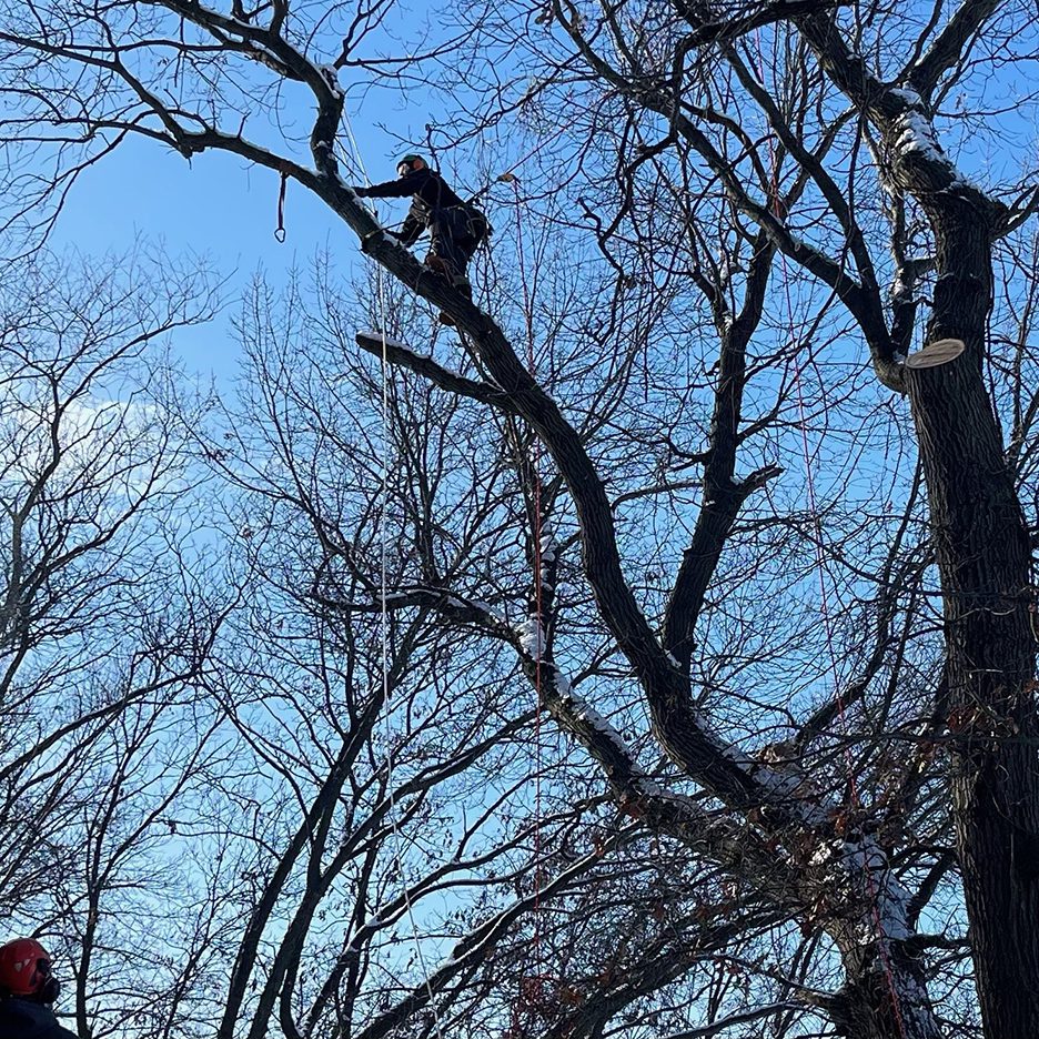 Our Work | Pro Cut Tree Service & Land Clearing LLC