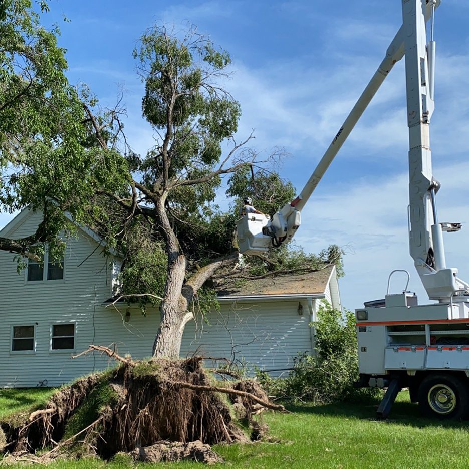 Our Work | Pro Cut Tree Service & Land Clearing LLC