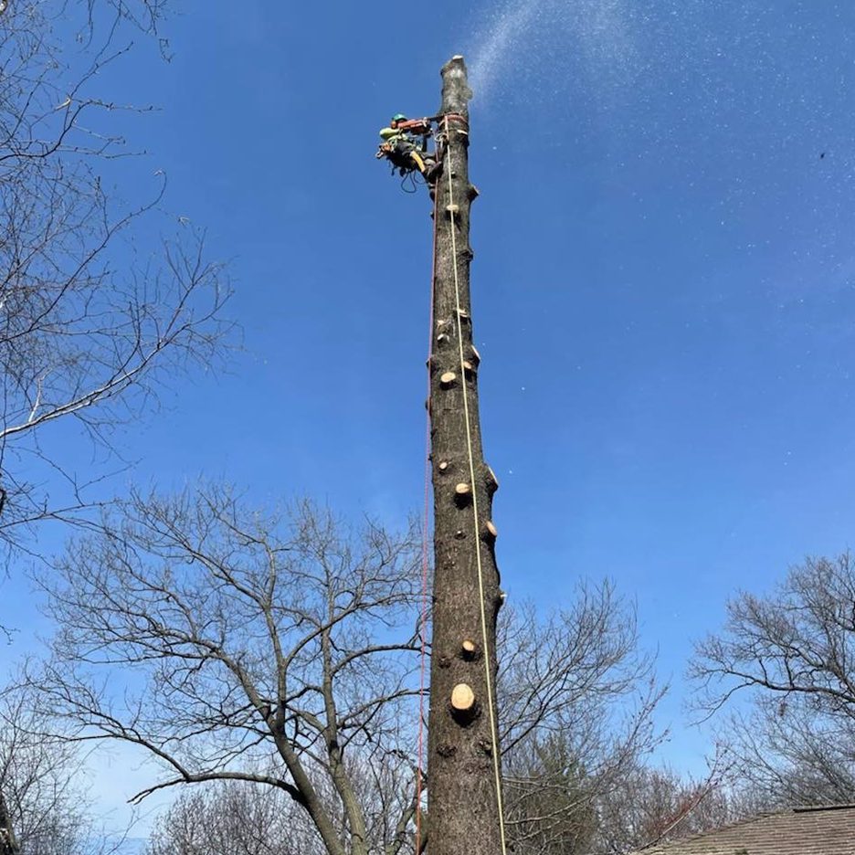 Our Work | Pro Cut Tree Service & Land Clearing LLC