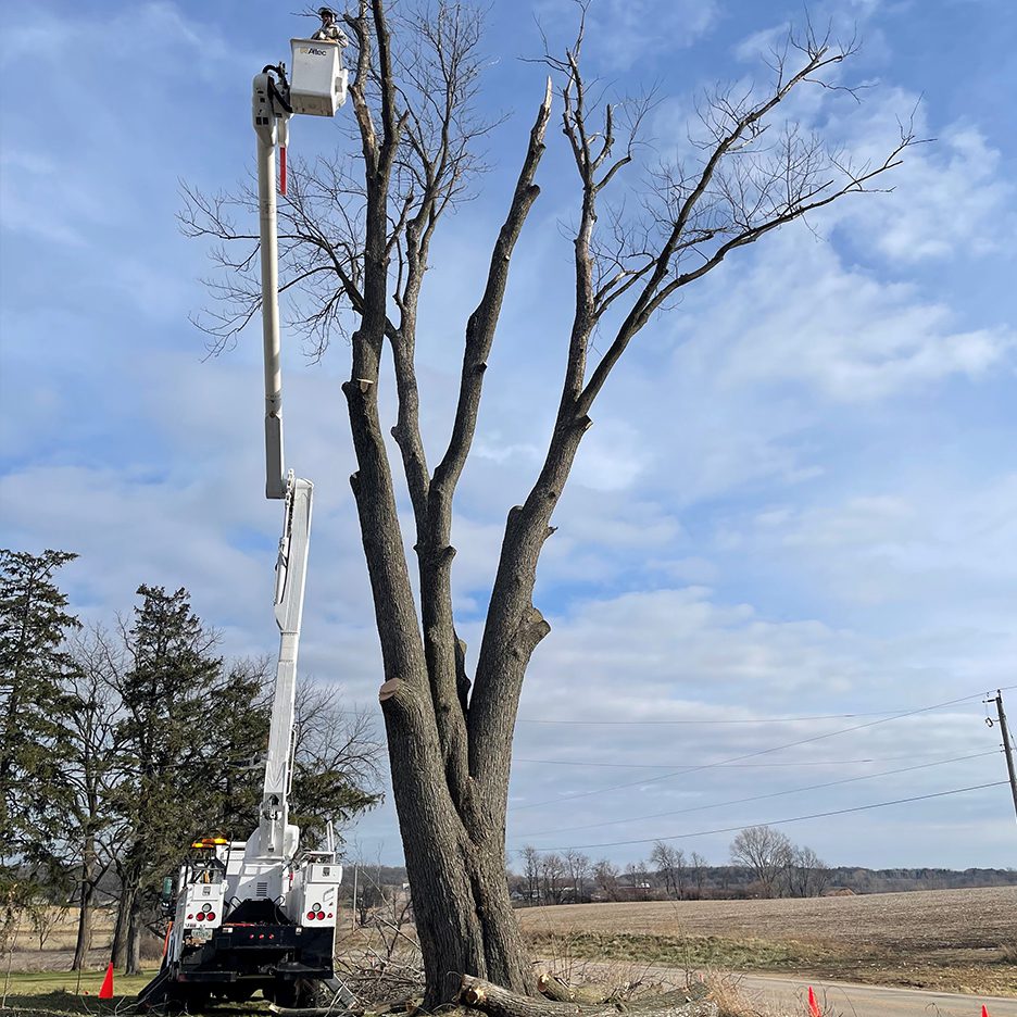 Our Work | Pro Cut Tree Service & Land Clearing LLC
