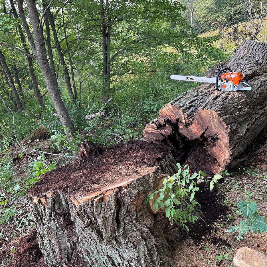 Our Work | Pro Cut Tree Service & Land Clearing LLC