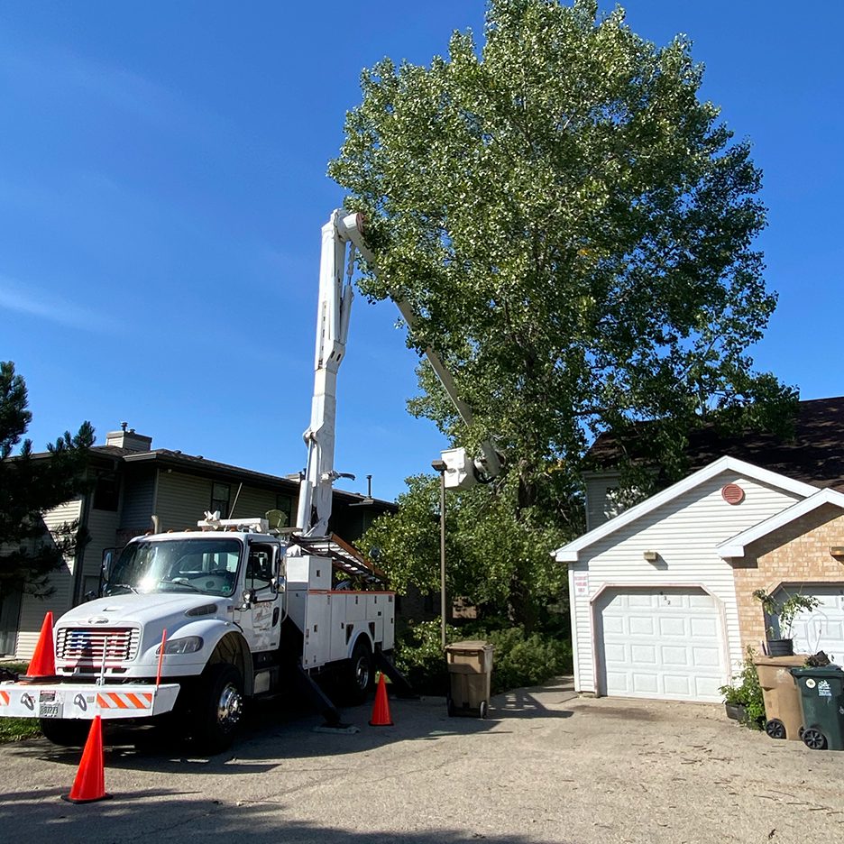 Our Work | Pro Cut Tree Service & Land Clearing LLC